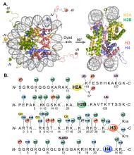 Histone Synthesis | Department of Chemistry | University of Washington